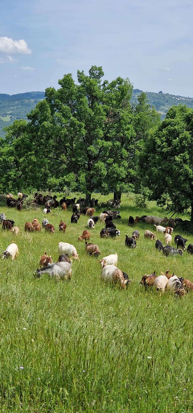 Εγκριση όρων δημοπράτησης της μελέτης για την εκπόνηση των ...